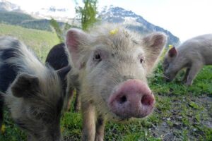 How long do pigs live? | How Long Do Animals Live?