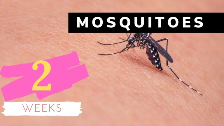 HOW LONG DO MOSQUITOES LIVE? | 1-4 WEEKS