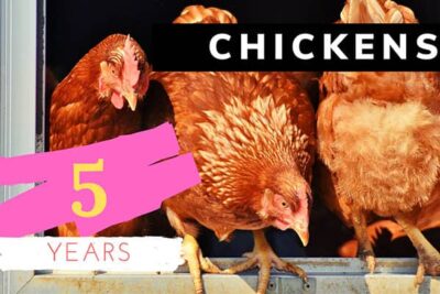 HOW LONG DO CHICKENS LIVE?